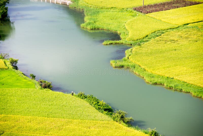 Rice field in Vietnam stock photo. Image of growth, paddy - 42620528