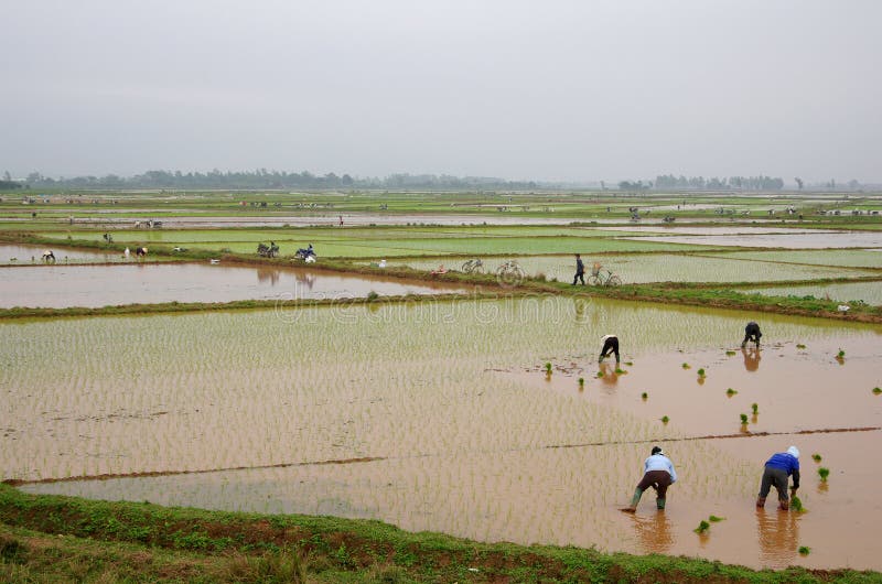 Vietnamese Rice Field Workers Stock Photos - Free & Royalty-Free Stock ...