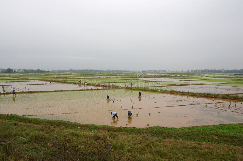 Rice field stock image. Image of dull, field, meadow - 54201683