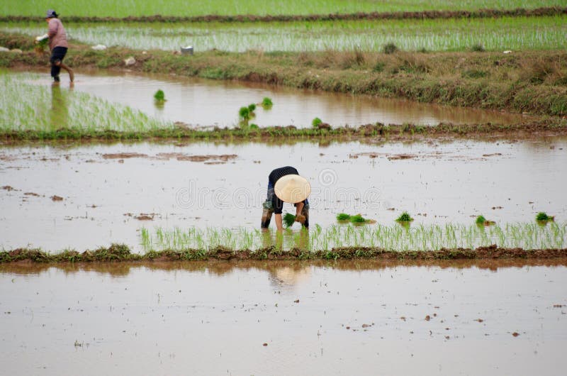 Rice field stock image. Image of farm, chinese, countryside - 57607241