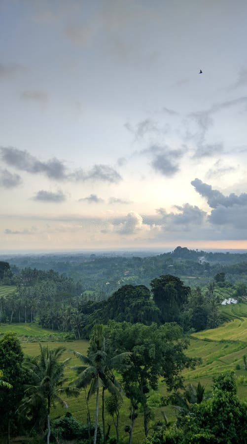 Rice Field View stock photo. Image of grassland, nature - 206359160