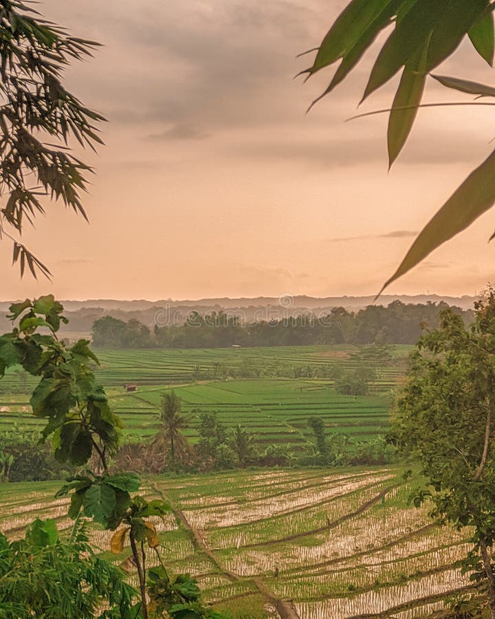 Rice field view stock image. Image of lightroomindonesia - 238922237