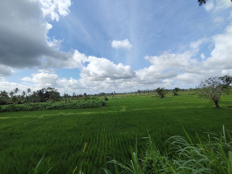 Rice field view sky cloudy stock photo. Image of farm - 264333028