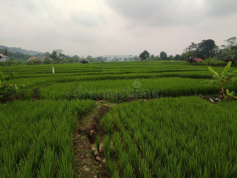 Rice field view stock photo. Image of prairie, lawn - 266801604