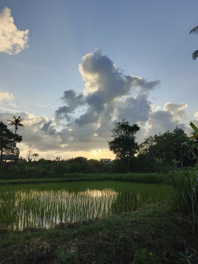 Rice Field View in the Afternoon Stock Photo - Image of nature ...