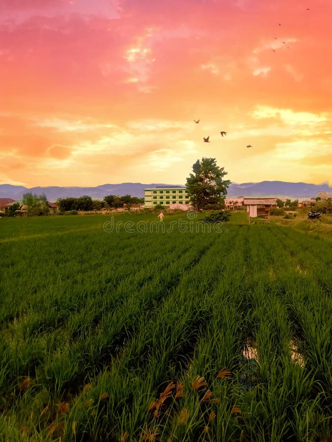Rice Field View in the Afternoon Stock Image - Image of orange, field ...