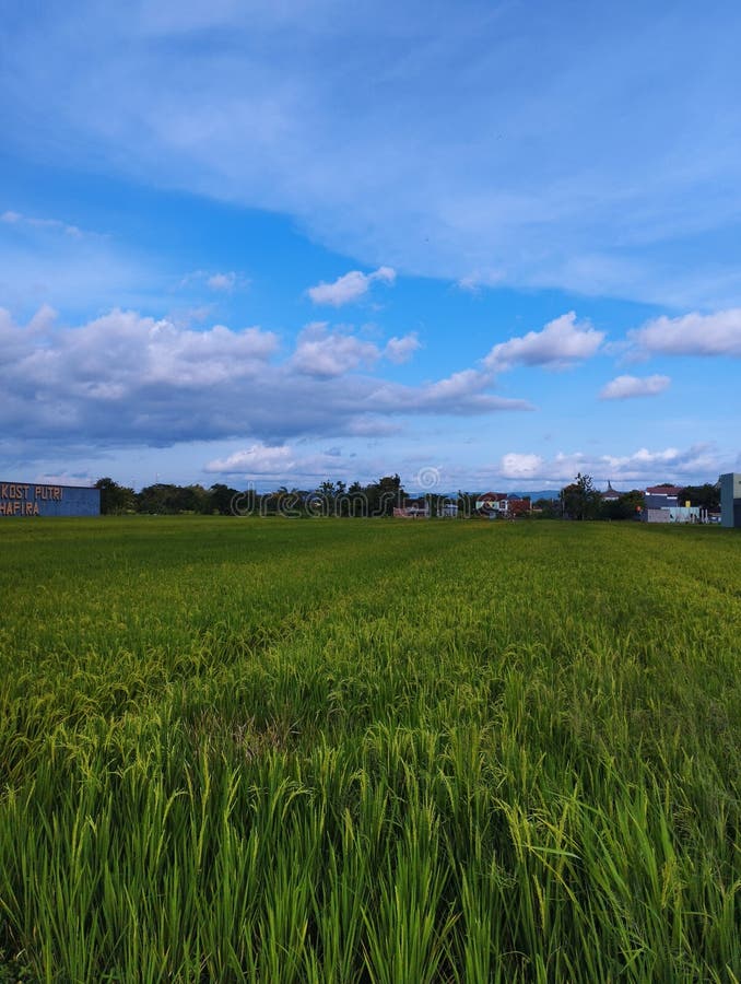 Rice Field View in the Afternoon at 04.30 Pm Stock Image - Image of ...