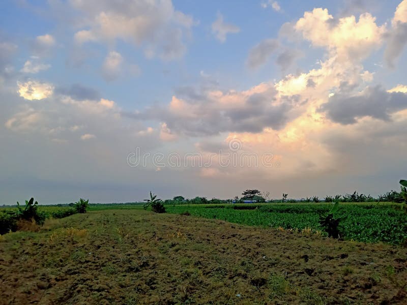 Rice Field View in the Afternoon Stock Photo - Image of afternoon ...