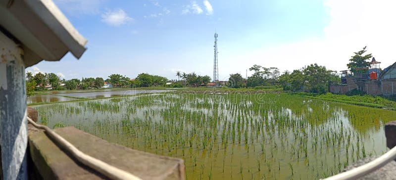 Beautiful of Rice Field View Stock Photo - Image of field, prairie ...