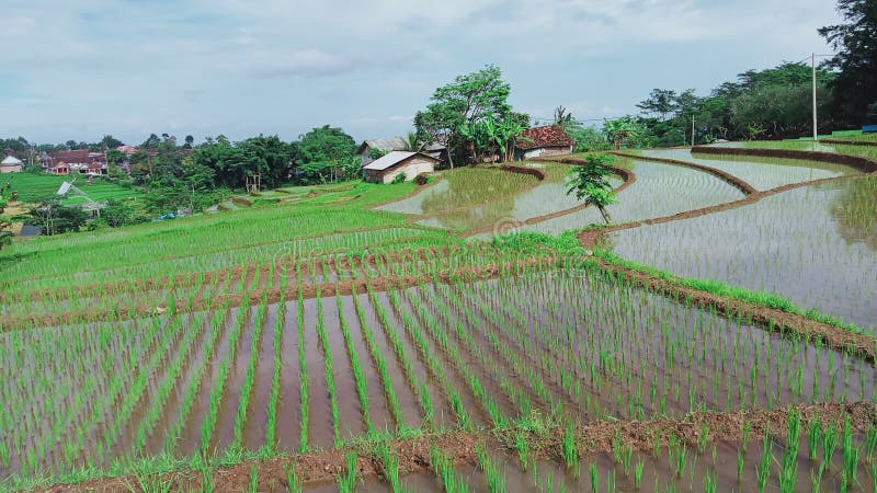 Rice Field View, Biotic Environment Ecosystem Stock Image - Image of ...