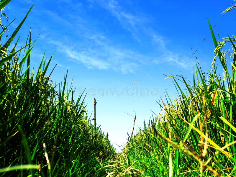 Rice Field View with Blue Sky Stock Photo - Image of rice, view: 224929408