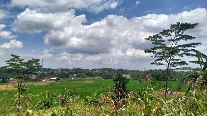 Rice field view stock image. Image of citizens, place - 268903725