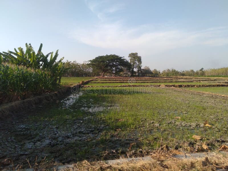 Rice field view stock photo. Image of landscape, hill - 287161832