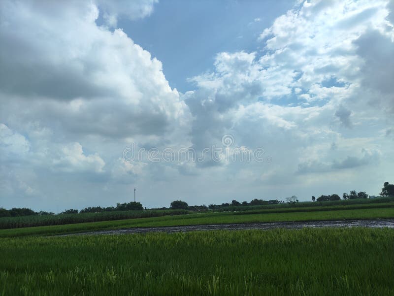 Rice Field View with Great Blue Sky Stock Image - Image of great, field ...