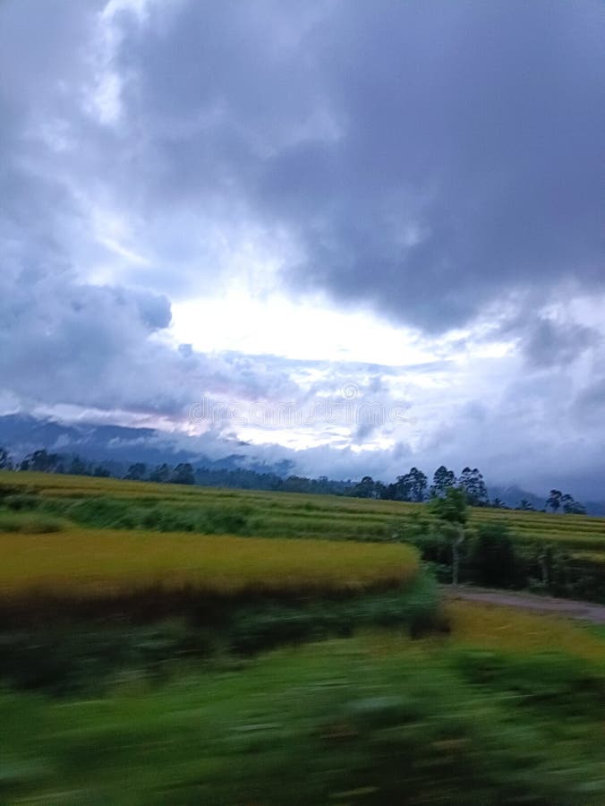 Rice field view stock photo. Image of field, tree, view - 262205048