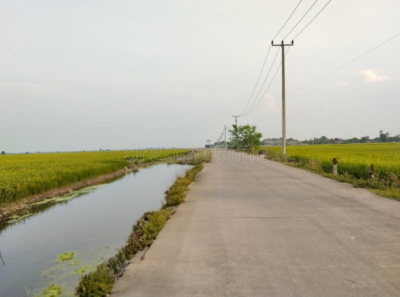 Rice Field View in Karawang Village, Indonesian Stock Image - Image of ...