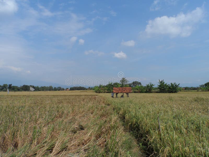 Rice Field View Majalengka, West Java Stock Photo - Image of steppe ...