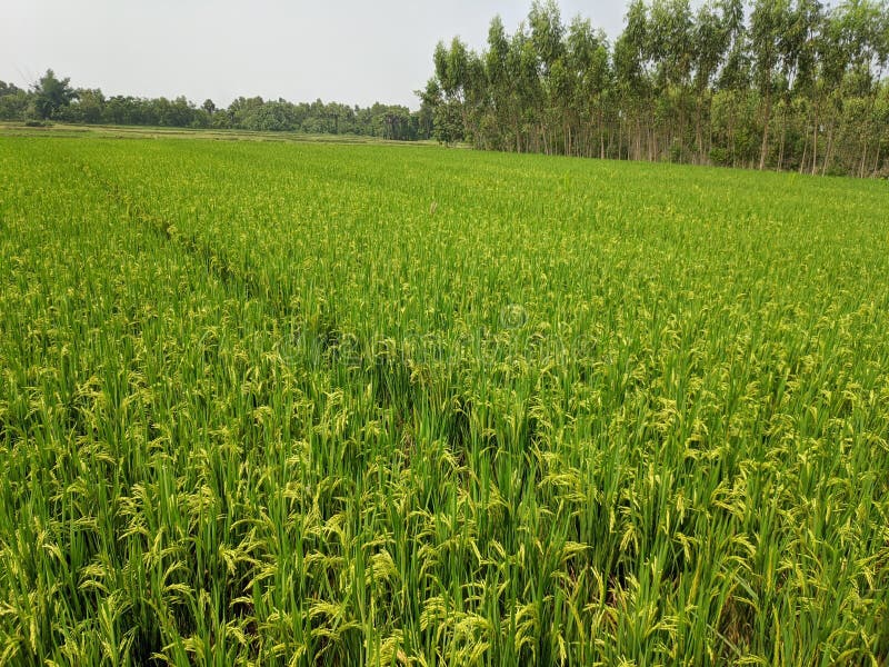 Rice Field View with Mountain and Blue Sky Background Stock Image ...