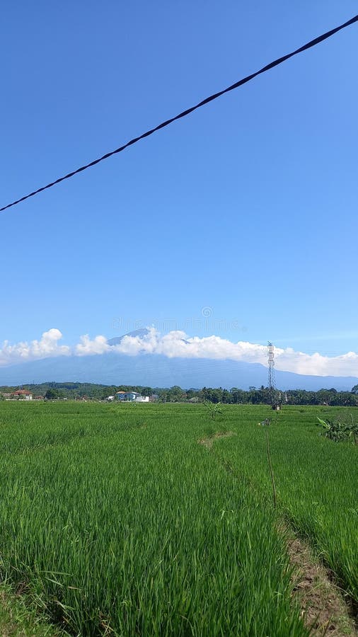 Rice field view stock photo. Image of view, field, agriculture - 268278708