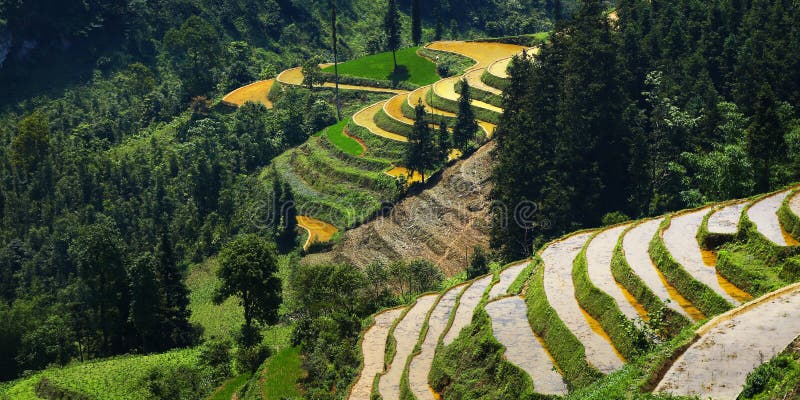 Rice field view stock image. Image of japan, field, outdoor - 97810487