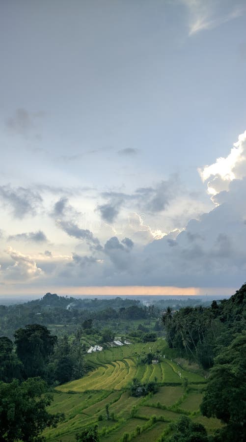Rice Field View stock image. Image of tree, sunlight - 206359421