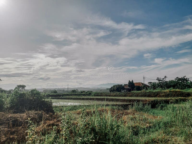 Rice Field View stock photo. Image of green, field, mount - 355366082