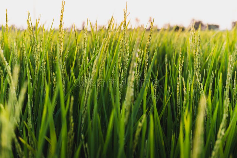 Rice Field View from the Side Stock Photo - Image of agriculture ...