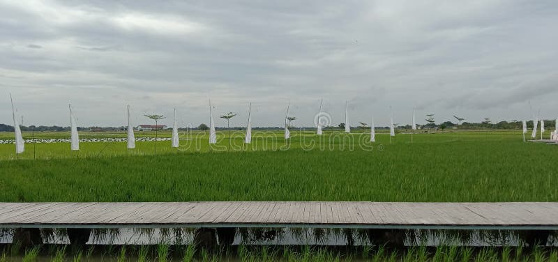 606 Tower Rice Field Agriculture Stock Photos - Free & Royalty-Free ...