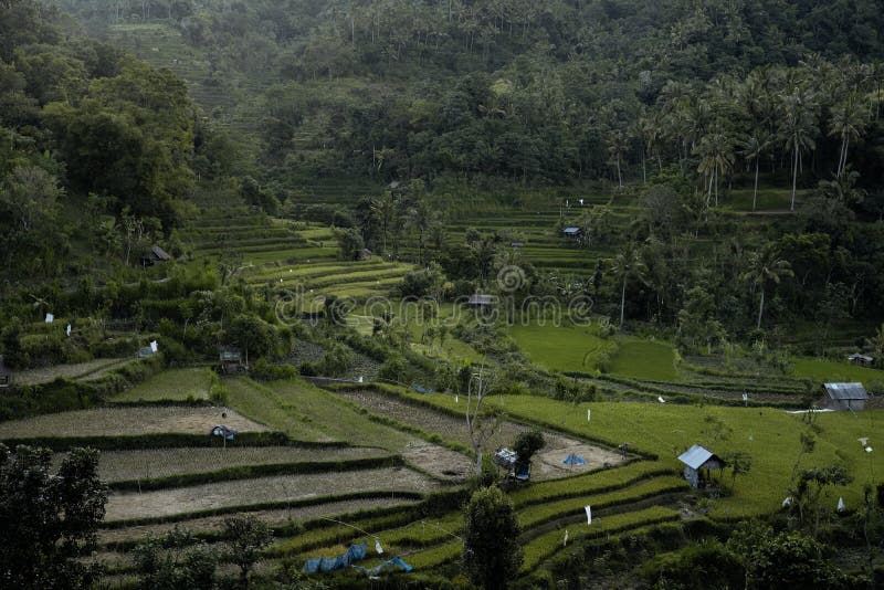 Rice field view from top stock image. Image of country - 184220737