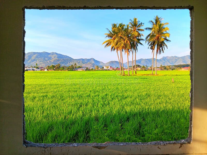 Rice Field View with Wall Frame Stock Photo - Image of coconut, rice ...
