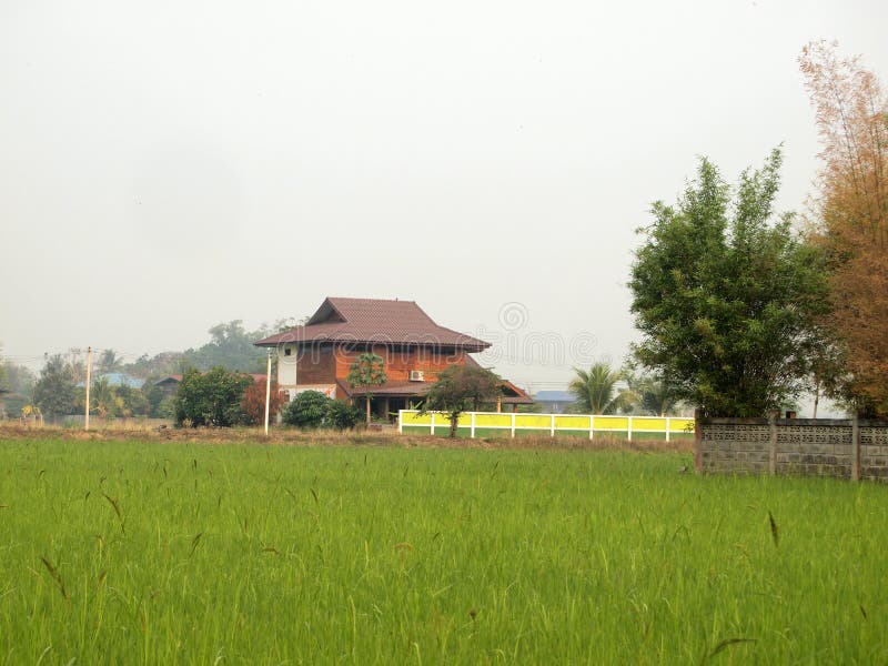 Rice field and the village stock image. Image of irrigation - 141775435
