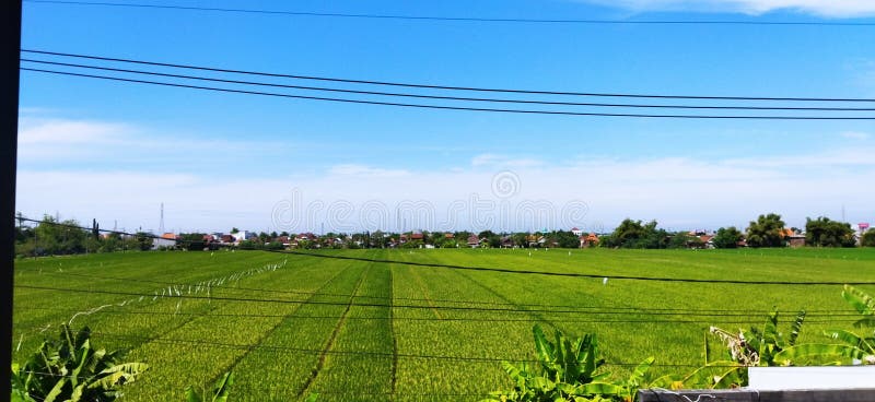 Rice field in village stock photo. Image of nature, field - 223576076