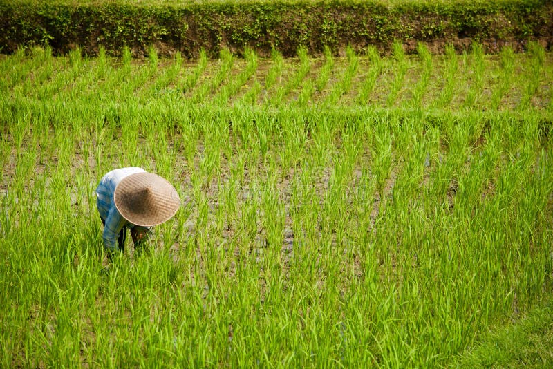 Rice field village stock image. Image of growing, field - 60357915