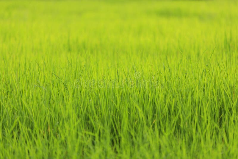 Rice field stock image. Image of scene, field, color - 61489311