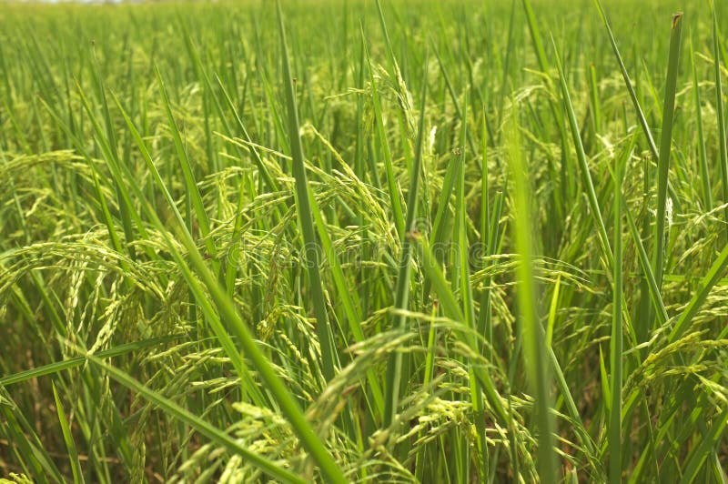 Rice in the Field Waiting for Harvest Stock Photo - Image of morning ...