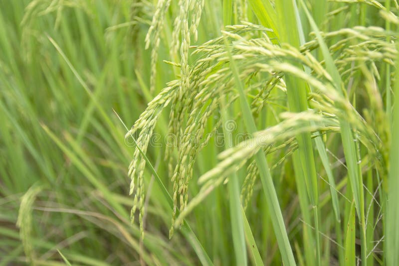 Rice in the Field Waiting for Harvest Thailand Stock Image - Image of ...