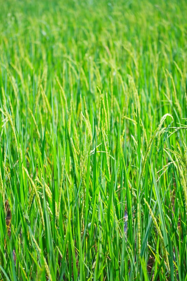 Rice field stock image. Image of nature, garden, bloom - 37405881
