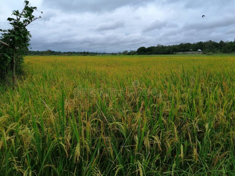A Rice Field Waiting To Be Harvest, Philippine Setting Stock Photo ...