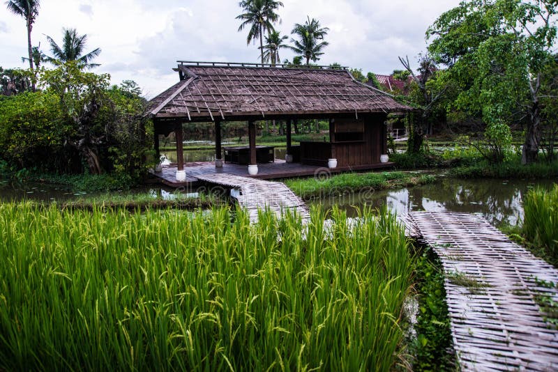 Rice field and pavilion stock photo. Image of field - 106586738