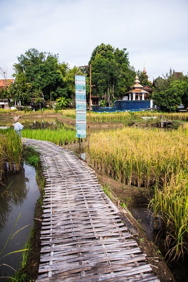 Rice field and walk way stock image. Image of plant - 106586309