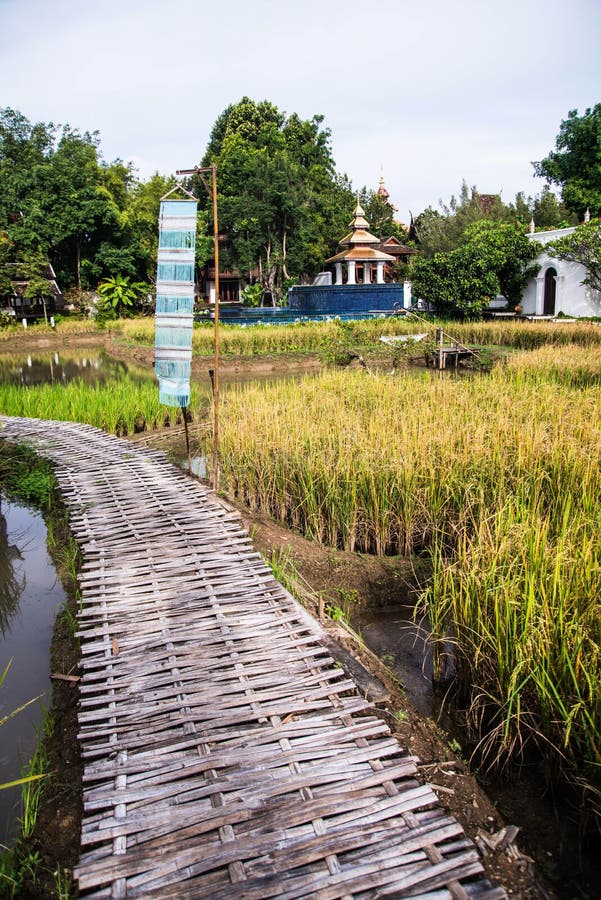 Rice field and walk way stock photo. Image of farm, thailand - 106586348