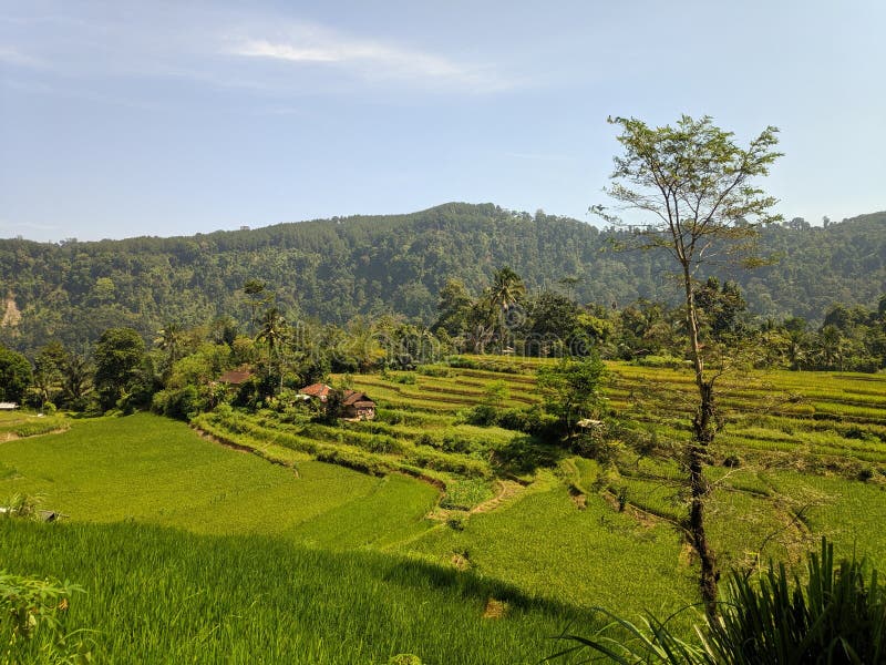 Rice Field in Wangunsari, Naringgul, West Java, Indonesia Stock Photo ...