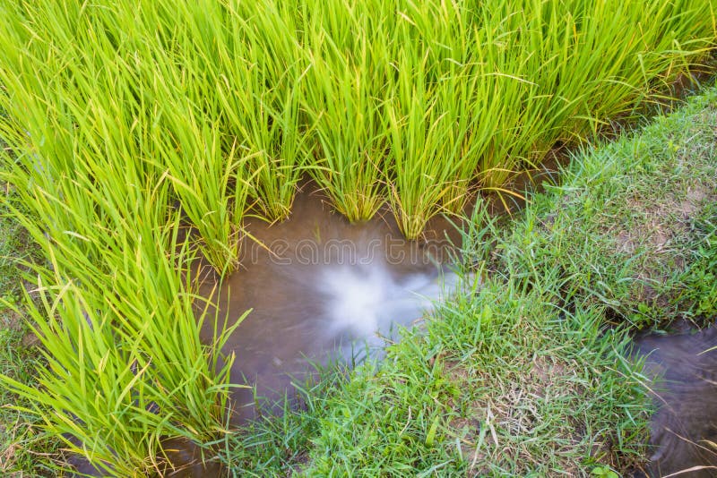 Rice field stock image. Image of paddy, farm, field, farming - 44105469