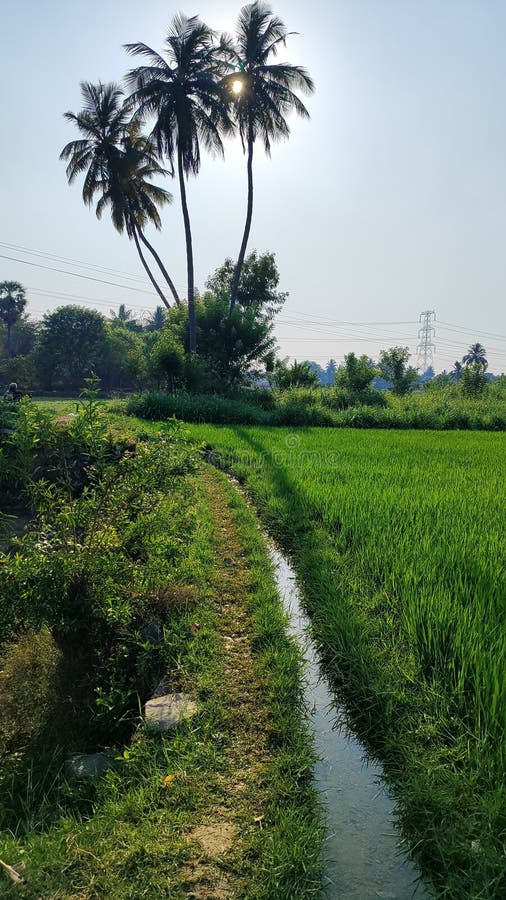 Rice Field Water Irrigation with Flow Method Stock Photo - Image of ...
