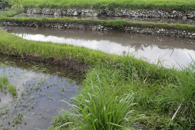 The Rice Field with Water and Ready To Seeding Stock Image - Image of ...