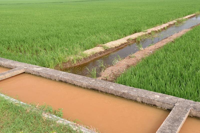 Rice Field stock image. Image of farm, lush, flat, cultivate - 63551351