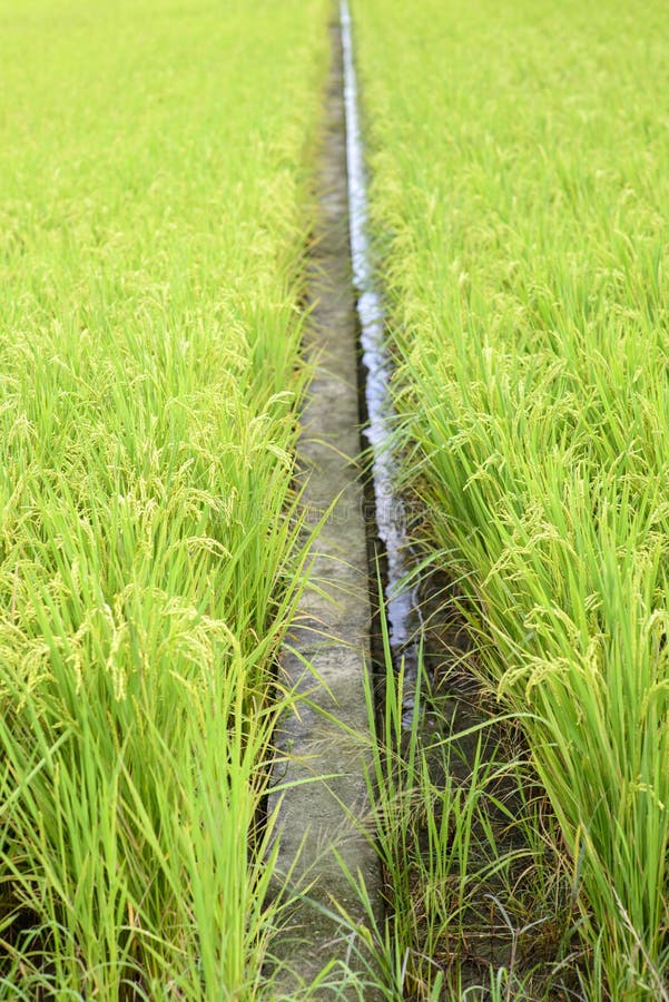 Rice Field Way on the Green Field Background Stock Photo - Image of ...