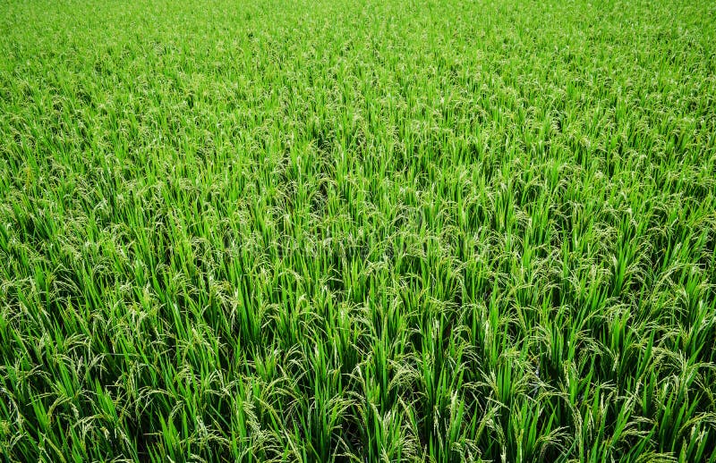 Rice in Field stock photo. Image of natural, botanical - 45966550