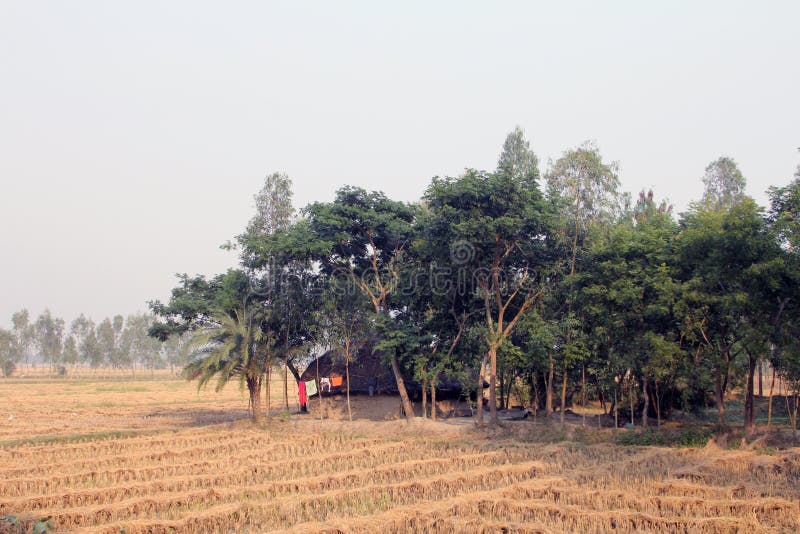 Rice Field in West Bengal, India Stock Image - Image of farming ...