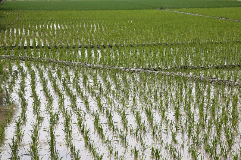 Rice field in West Bengal stock photo. Image of foliage - 95024478